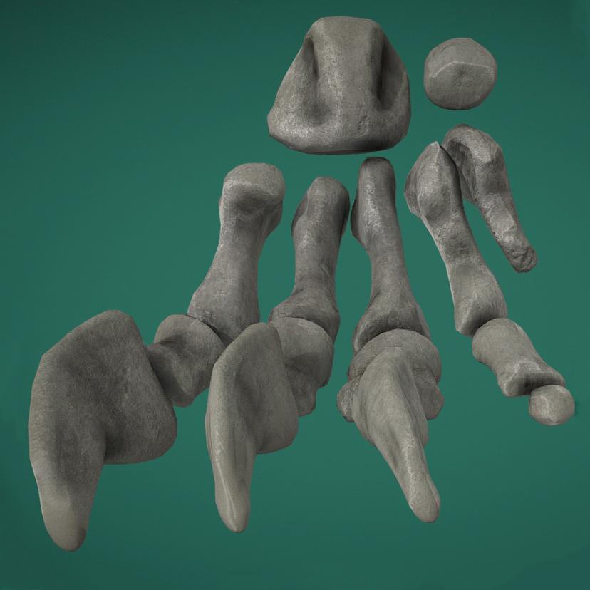 A GUIDE TO THE RECONSTRUCTION OF THE AUTOPODIA OF TETRAPODA THROUGH 3D ...